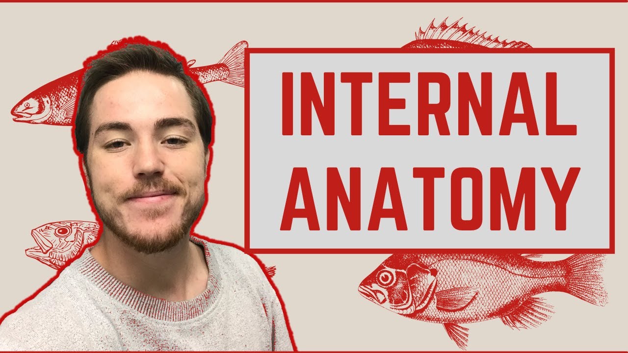 Ichthyology Lesson 4 - Internal Anatomy