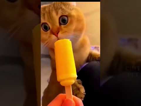 funny cat #funny #cat #cartoon #comedy #shorts