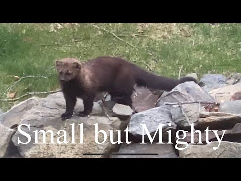 Fisher (Fisher Cat) Sighting