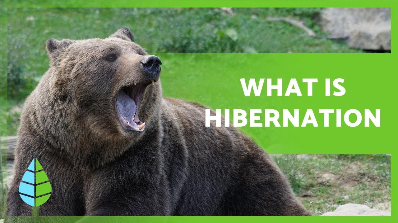 What is HIBERNATION and what ANIMALS HIBERNATE? 🐻🐸