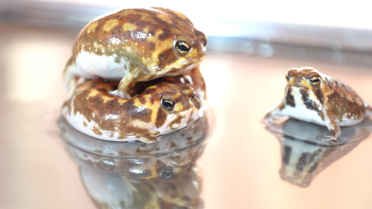 Rain frog behavior and ecology