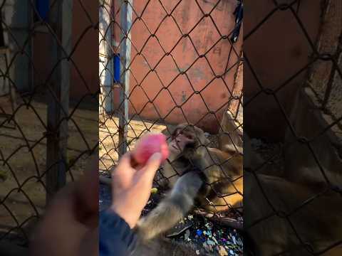Angry Monkey #funny #tiktok #viralvideo #shortvideo #shorts #youtubeshorts #animals #food #fyp #lol