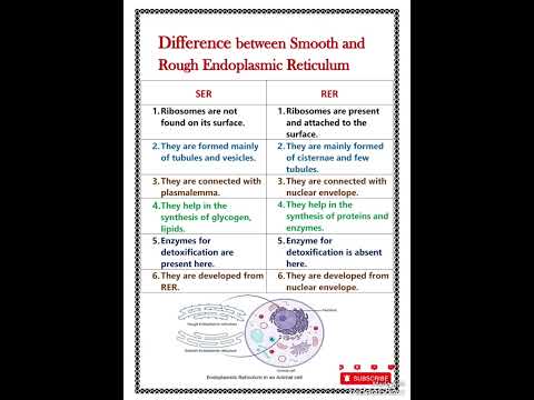 Difference between smooth and rough endoplasmic reticulum