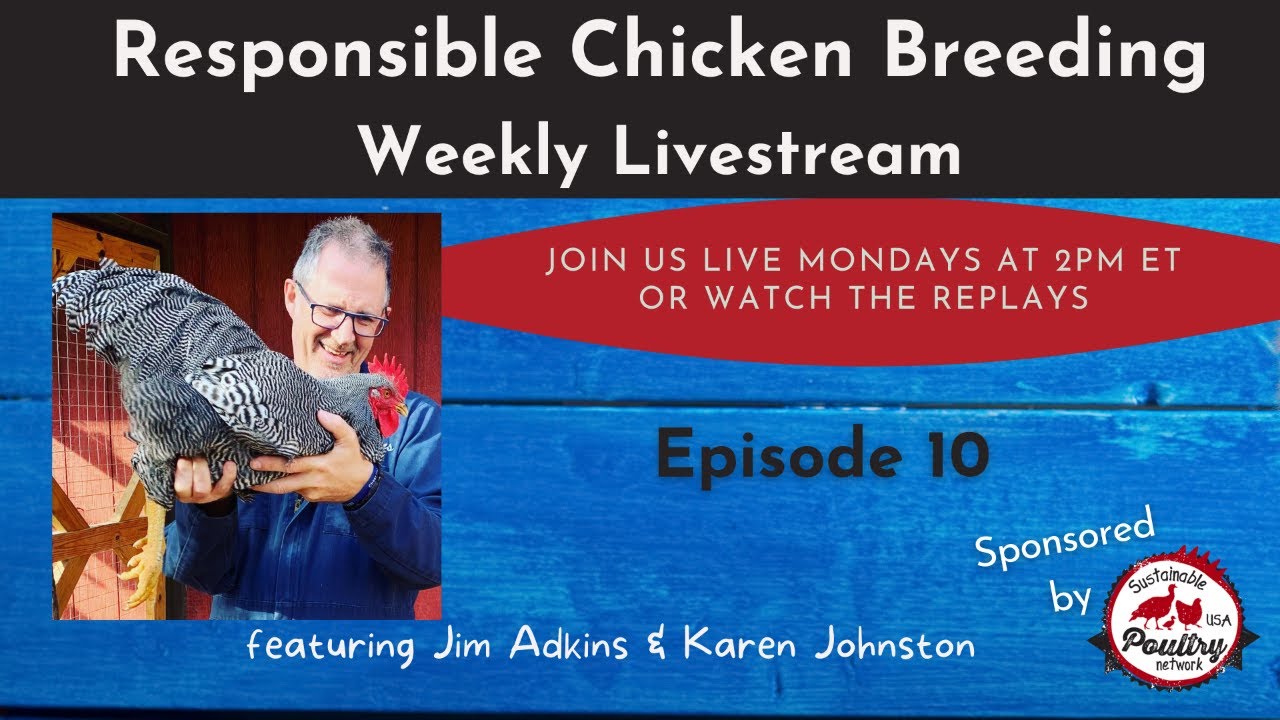 Responsible Chicken Breeding - Episode 10
