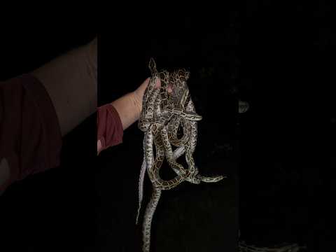  Collecting pythons in the Florida Everglades #youtubeshorts#animals#everglades#viral#snake#crazy