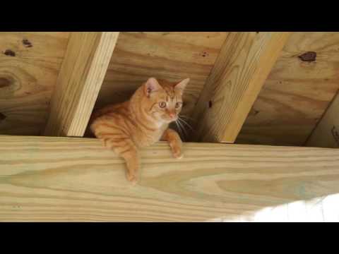 Loganberry Investigates Rafters