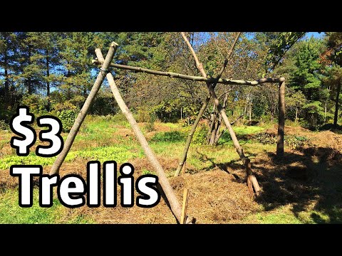 $3 Trellis - Super Strong!