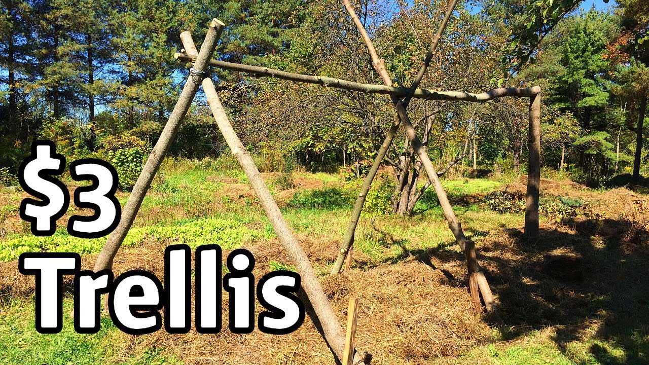 $3 Trellis - Super Strong!