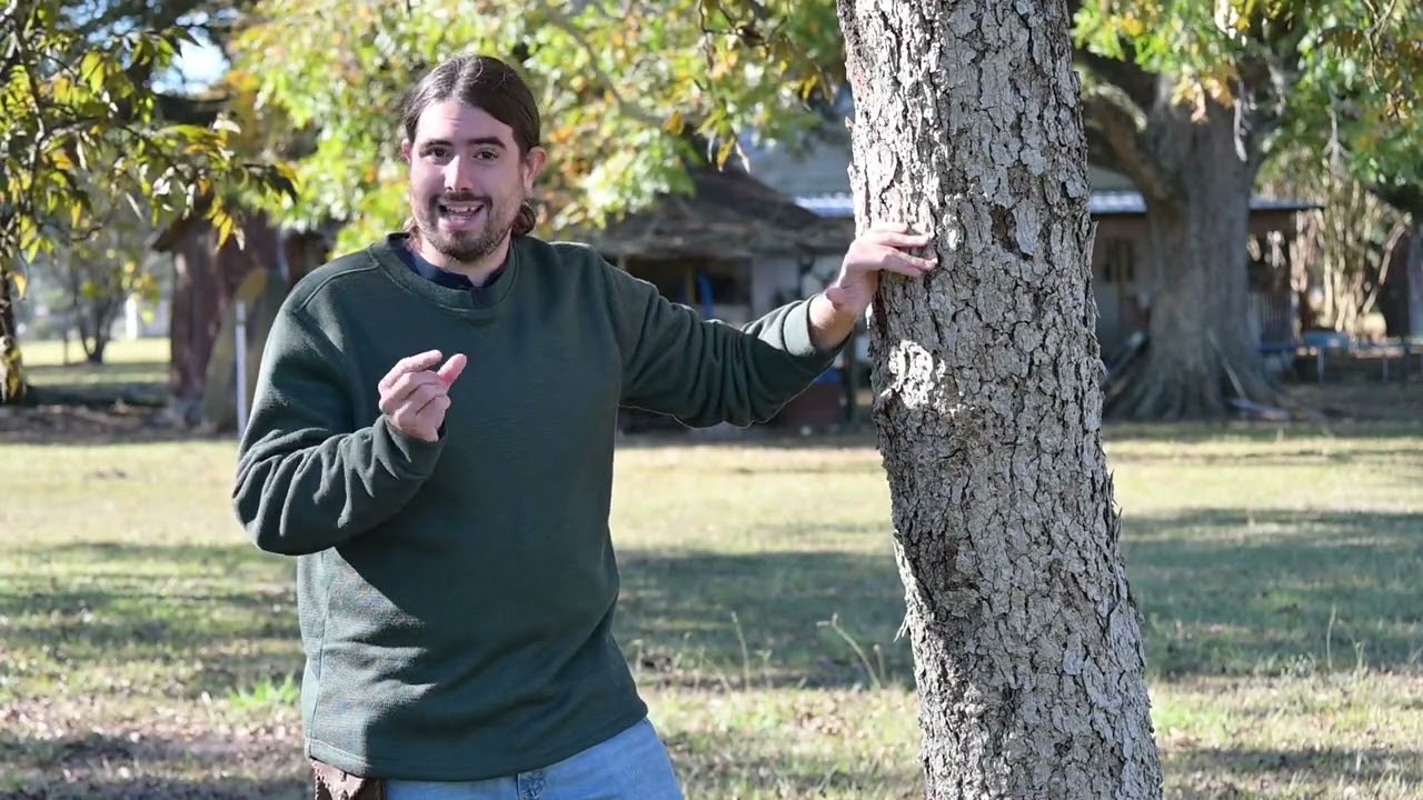 Pecan Tree Borers