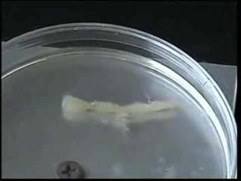 Dr Hulda Clark | Detox and Cleanse Blog