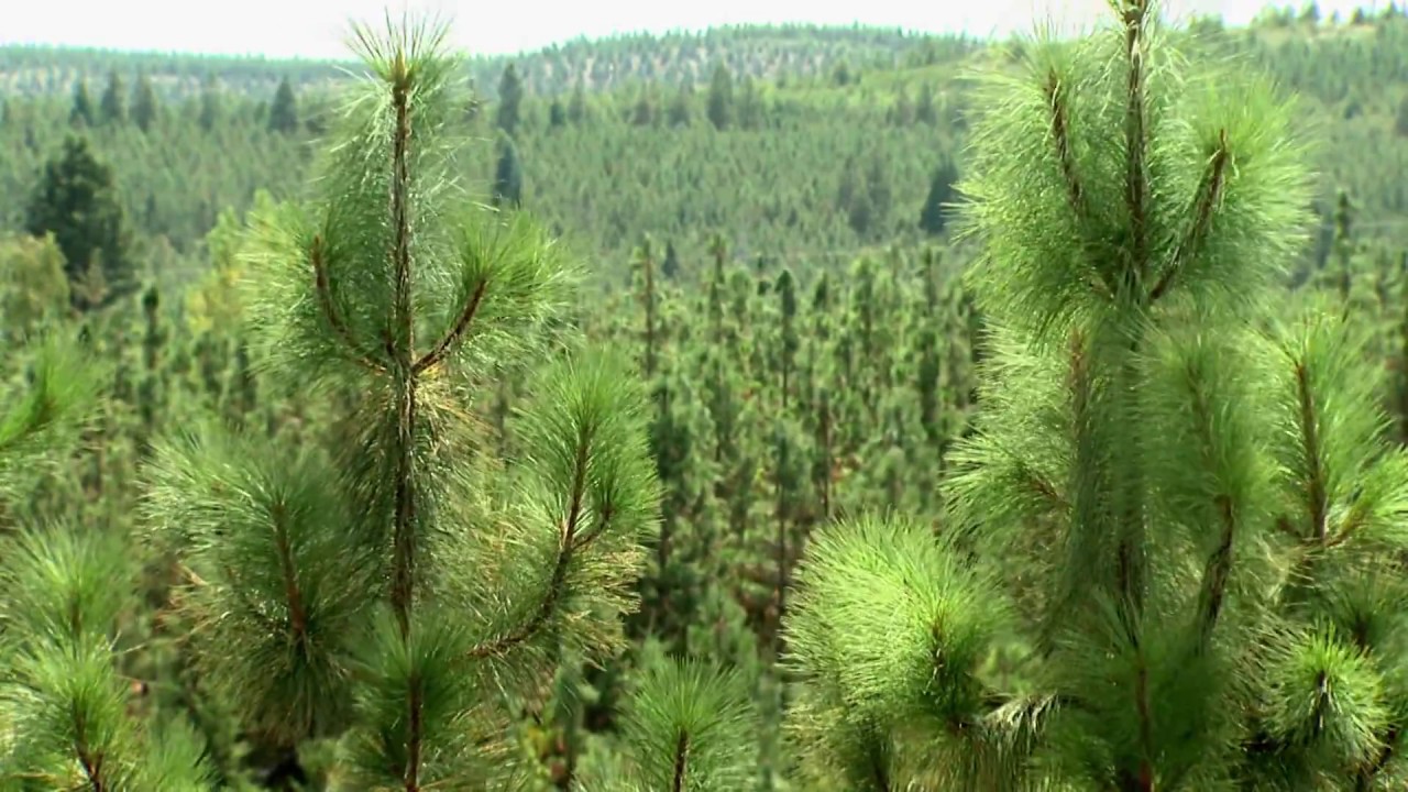Forest Fire Control and CO2 Management