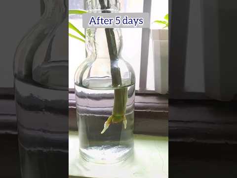 what happens when you put syngonium in water?? how to propagate syngonium? #waterpropagation #shorts