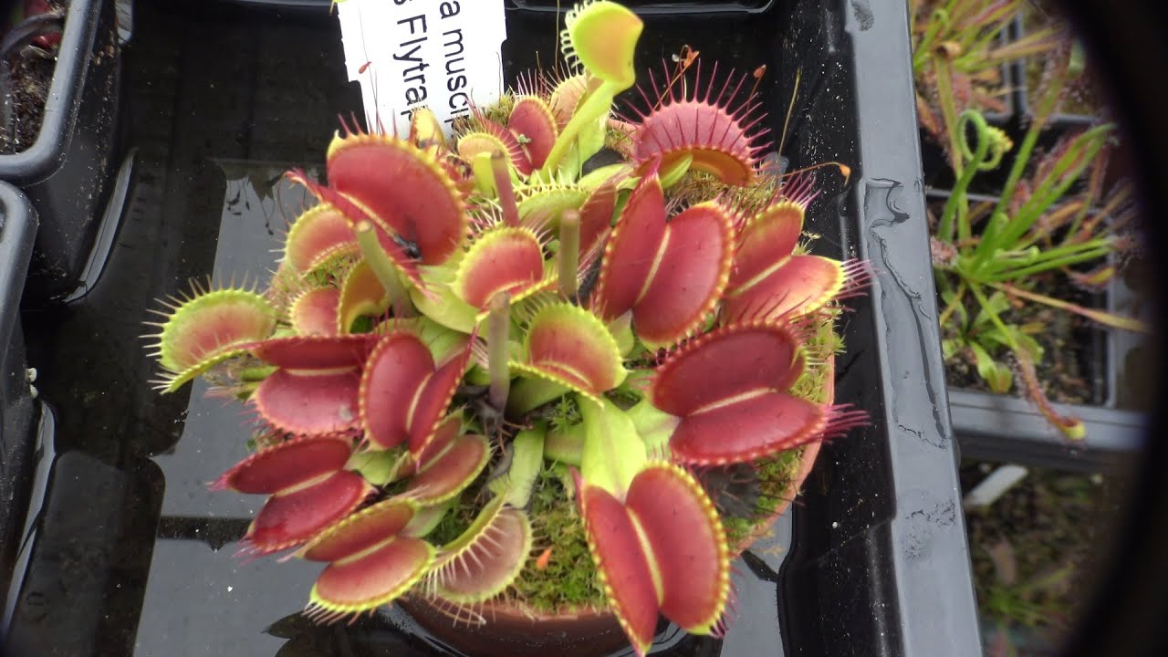 Feeding all 18 traps of my Venus Flytrap plant