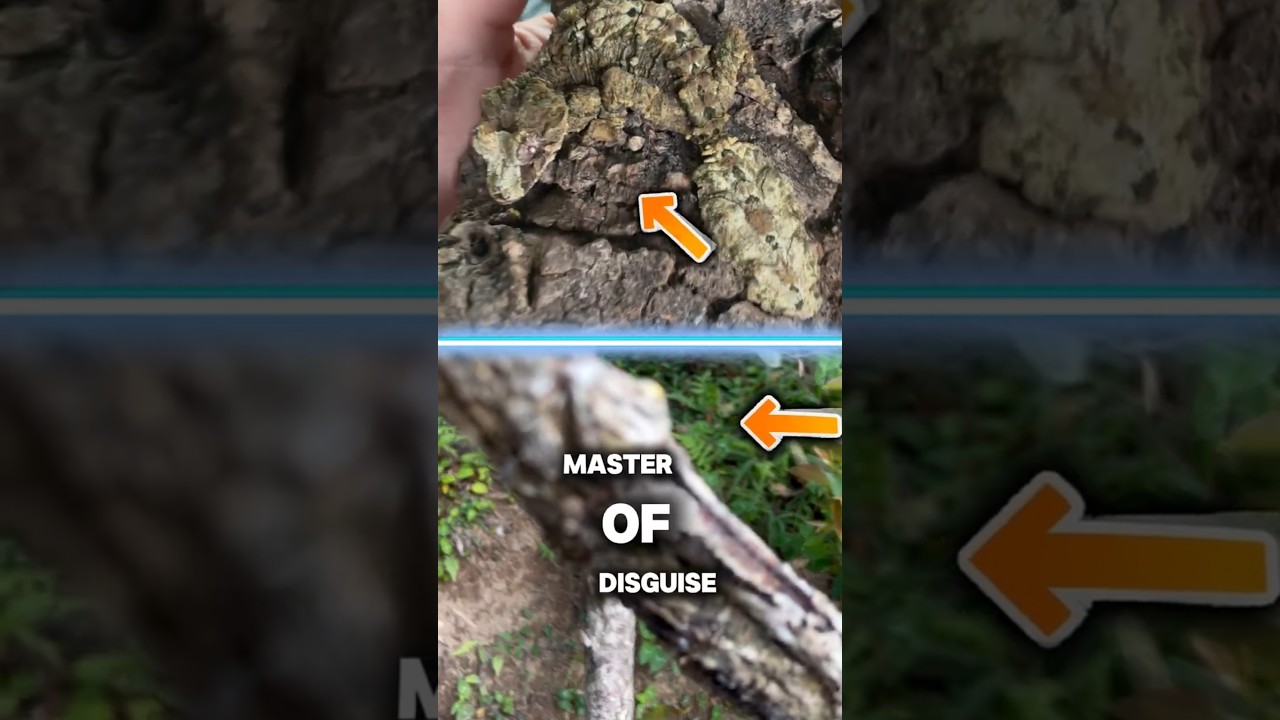 Can you see the gecko on this tree ?🦎