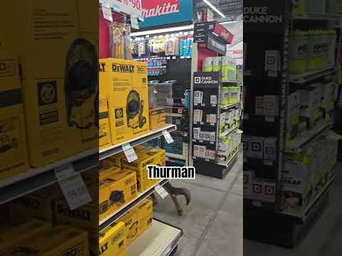 Sweet Thurman was taking a stroll in Tractor Supply! #dog #dogtraining #puppy #germanshepherd