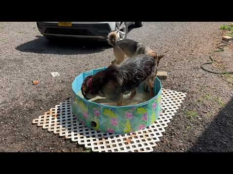 Video of adoptable pet named Hoffi 6695