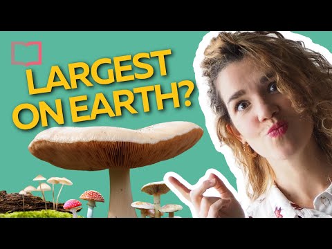 Spanish Listening Practice: The Amazing World of Mushrooms 🍄