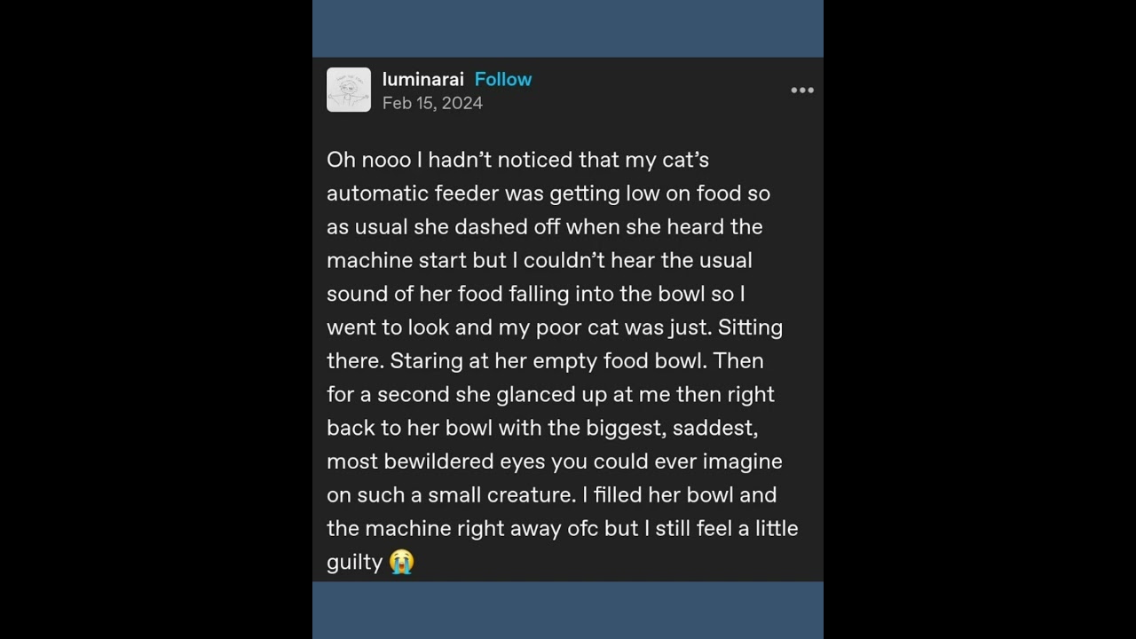 Cat Tragedy, Tumblr Post #cat #tumblr #tumblrpost #tumblrtextpost