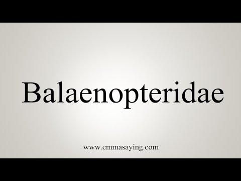 How To Say Balaenopteridae
