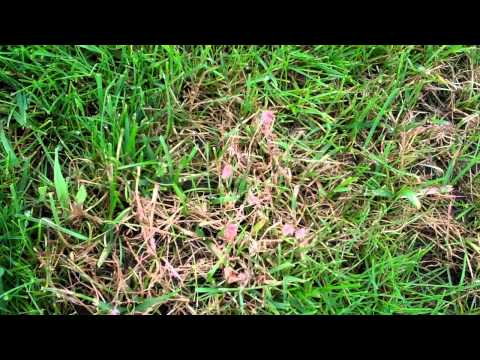 Lawns - RED THREAD or PINK PATCH?