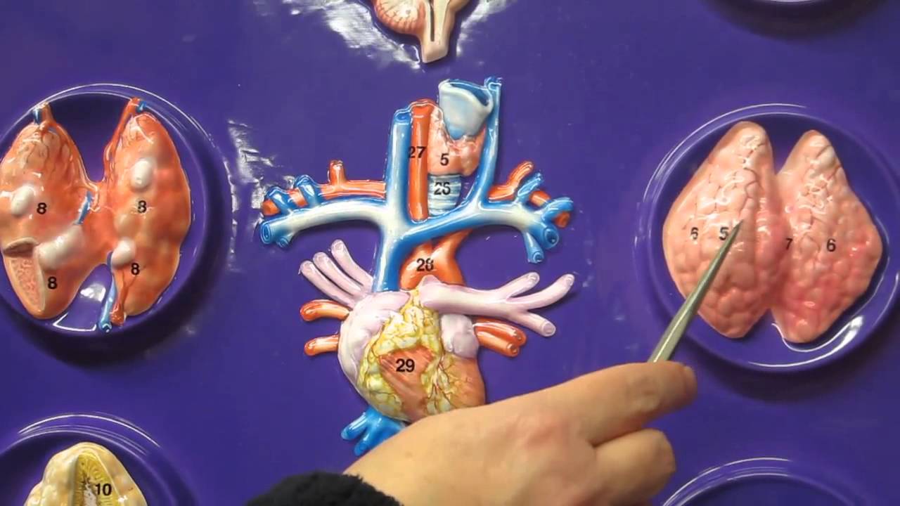 A&P1 Lab #12 The endocrine system with Dr. Paradies