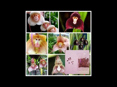Testing monkey face orchids seeds to see if is truth