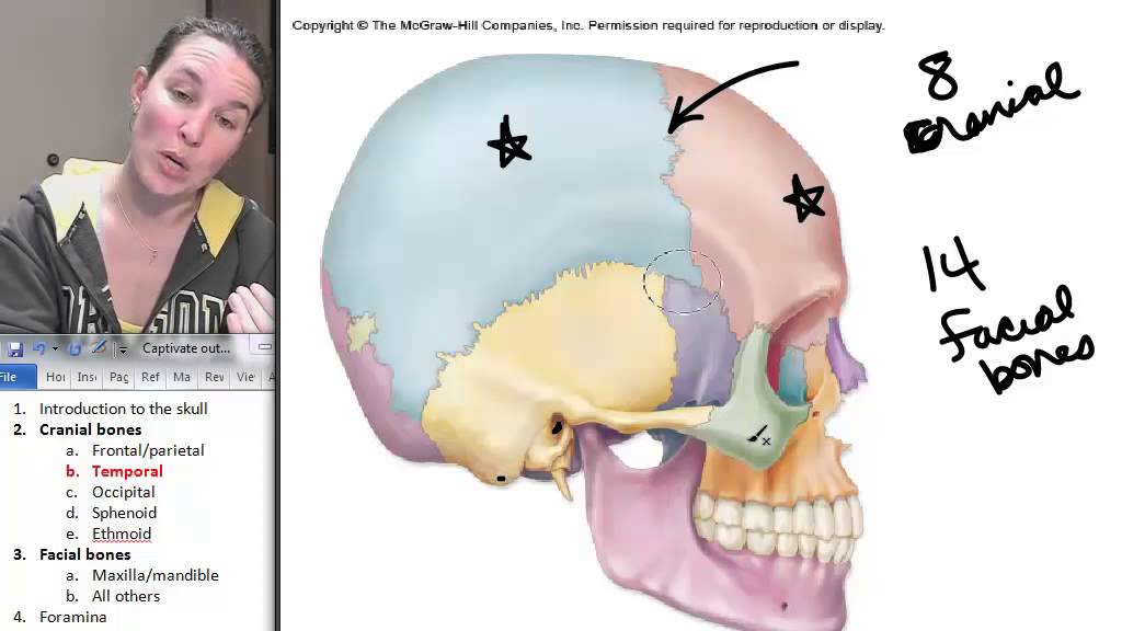 Temporal Bones (Skull) ☆ Human Anatomy Course
