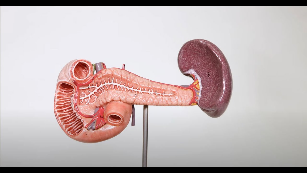 Pancreas Duodenum Spleen