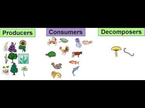 What is difference between Producers & Consumers