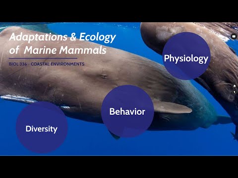 Marine Mammals