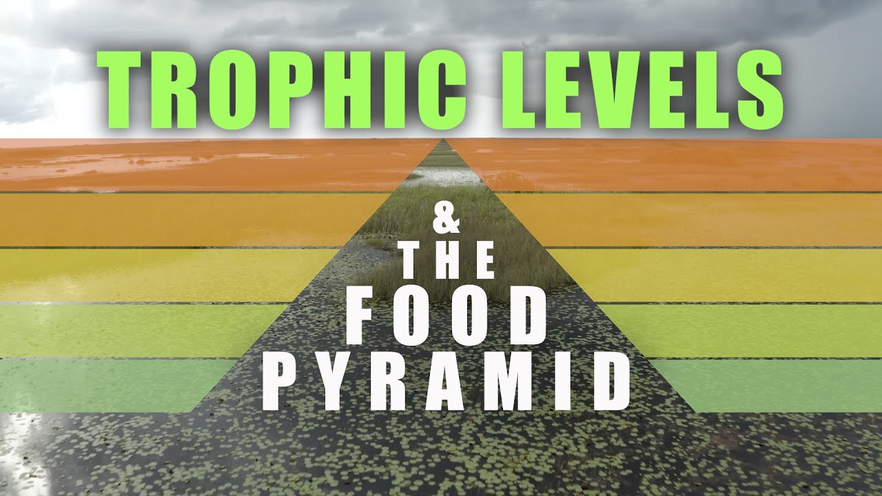 Trophic Levels and Food Pyramids