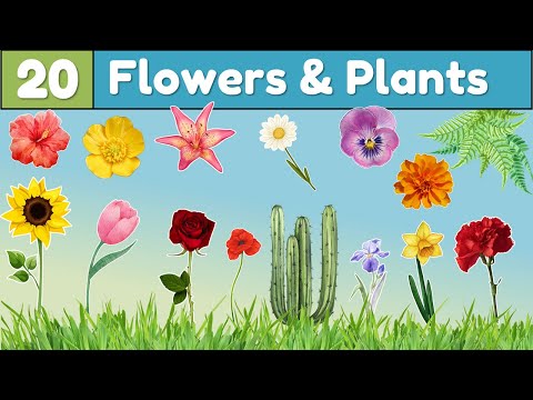 20 Flowers & Plants 🌸 Words for Kids 🌼 ESL Spring Vocabulary Lesson with Pictures & Pronunciation