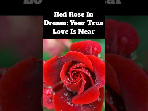 Red rose dream meaning: Is your love life blooming or wilting? #shorts