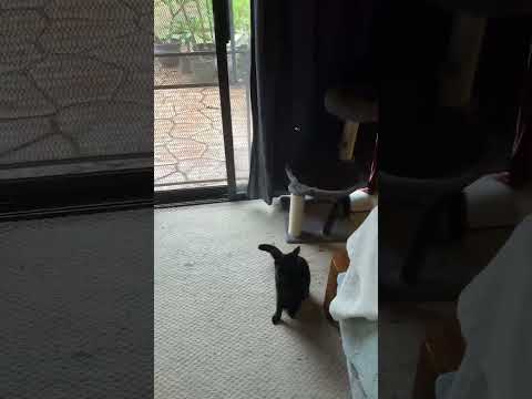 Caturday Matinee: Water from the Sky! – Across the Oonaverse