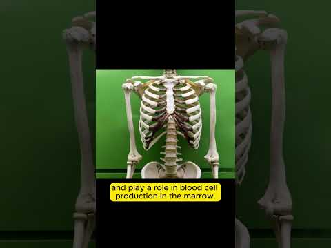 Bone meaning