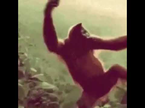 Monkey Dance Gif