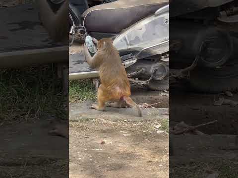 # monkey get angry when he see his face on mirror and thought that another monkey is there