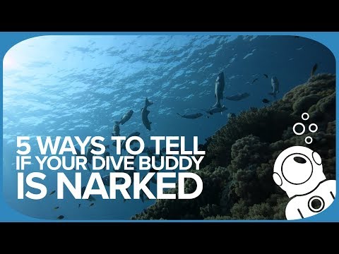 5 Ways To Tell If Your Dive Buddy Is Narked