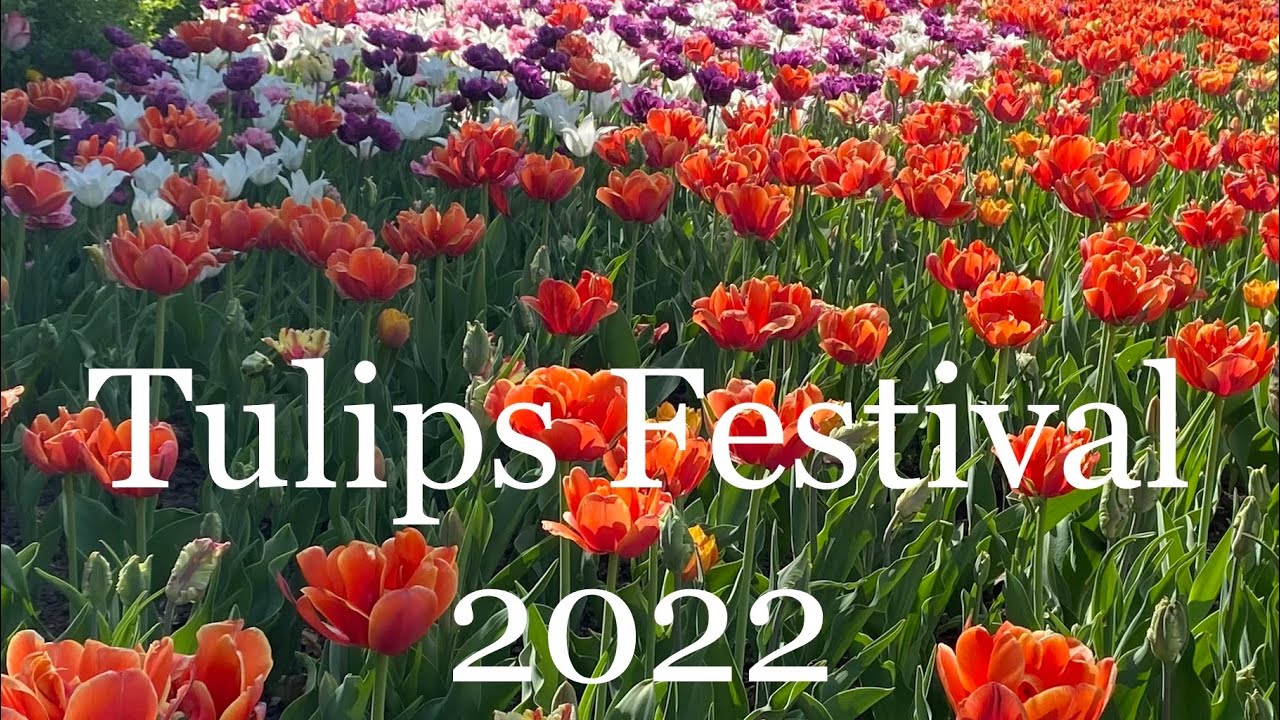 THINGS TO DO IN OTTAWA SPRING - TULIPS FESTIVAL 2022