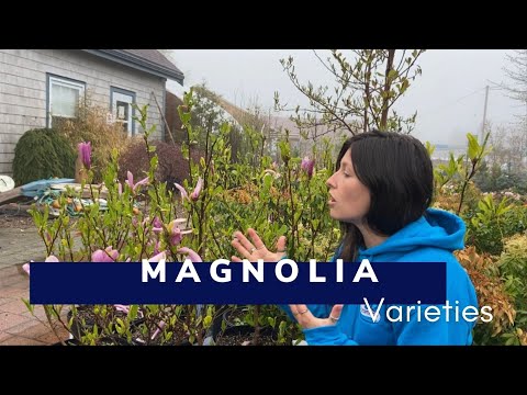 Beautiful Magnolia Varieties!