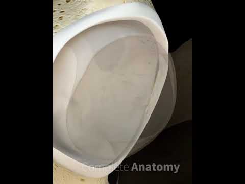 Acetabular Labrum Tear Pathologies