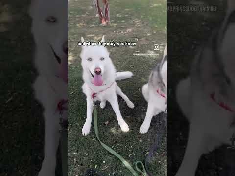 Quick Stay Game, Distracting Environment #husky #dogs #dog #dogshorts #dogtraining