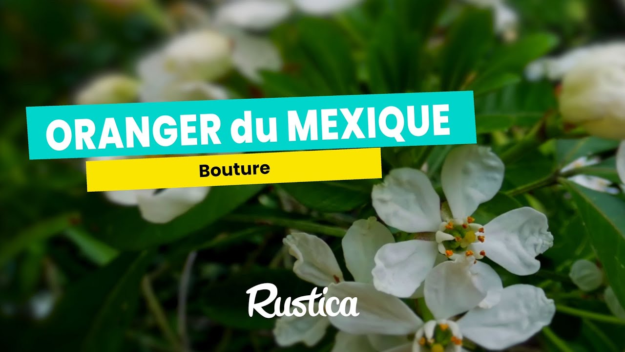 Bouturer un oranger du Mexique (Choisya ternata)