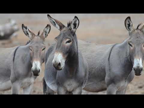 Mulemanship Series Episode 01: What is a Mule?