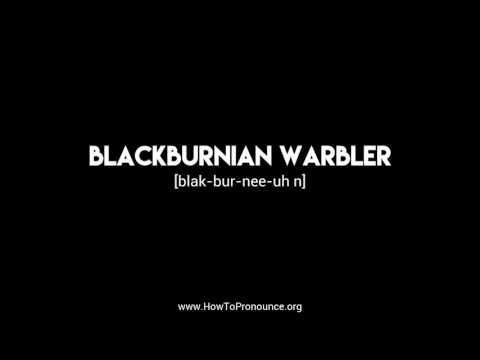 How to Pronounce "blackburnian warbler"