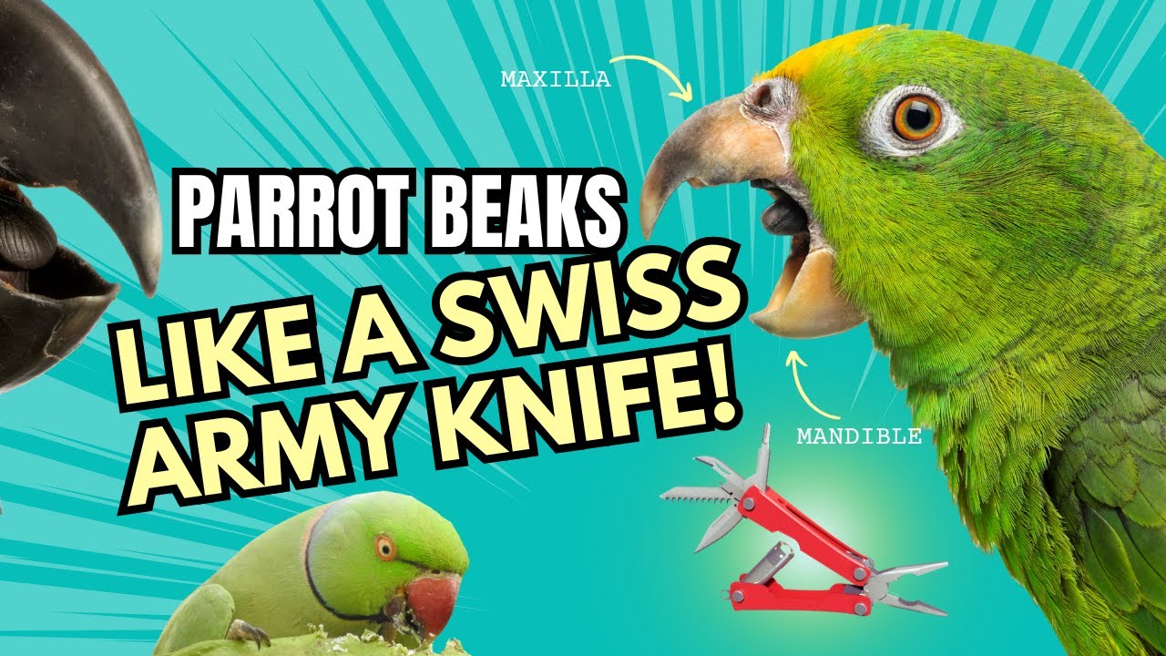 Parrot Beak Facts You NEED to Know!
