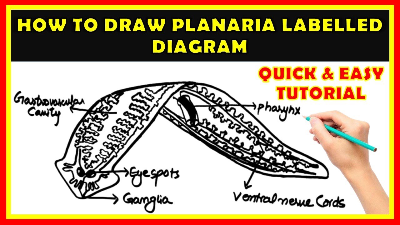 Draw Planaria Like a PRO with This Easy Step by Step Tutorial!