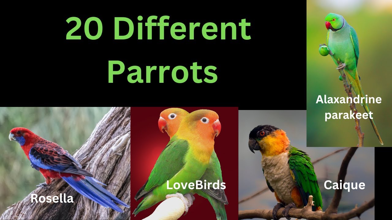 20 Different Types of Parrots | Know the differences