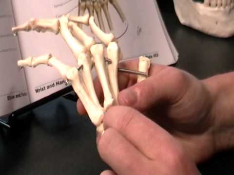 Overview of Carpals and Digits of Hand