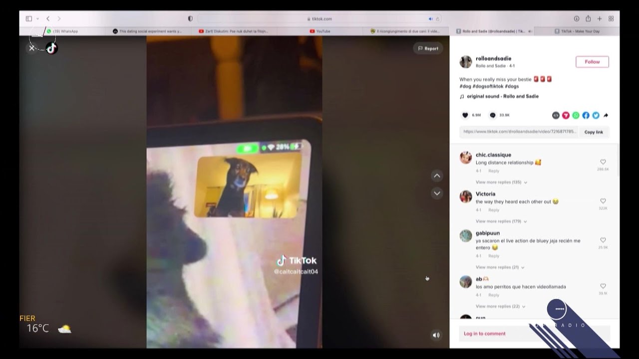 Ndodh çudia, qentë flasin në “Face Time”!/ Wake Up - Top Channel Ndodh çudia, qentë flasin në “Face Time”!/ Wake Up - Top Channel